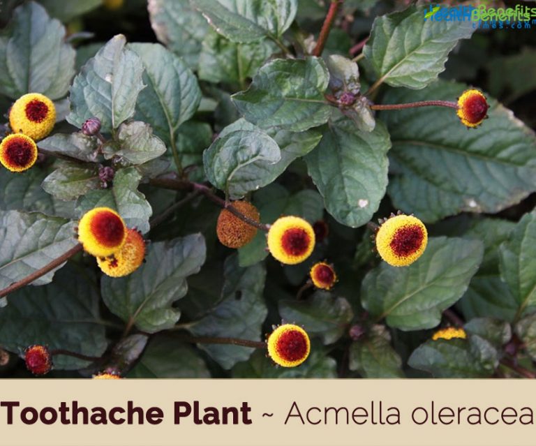 Health benefits of Toothache Plant - Health Benefits