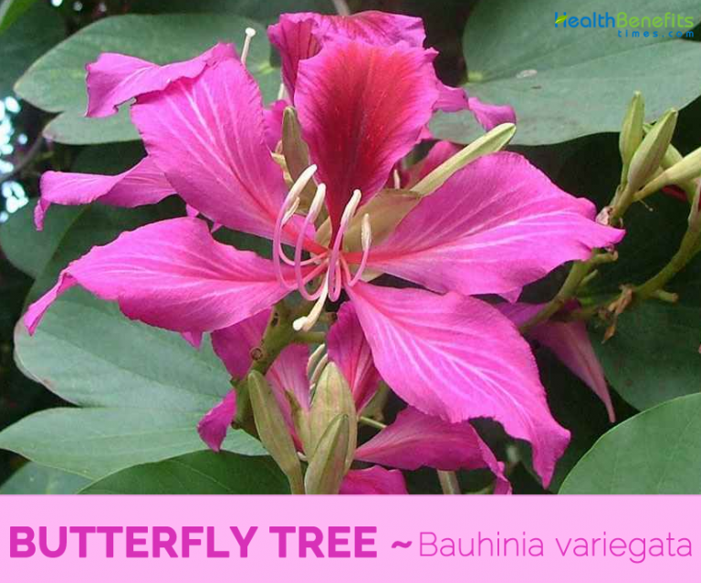 Know about Butterfly Tree - Health Benefits
