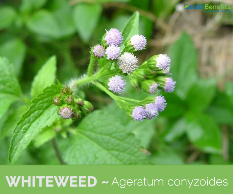 Know about Whiteweed - Health Benefits