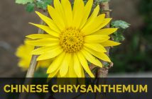 Cherimoya facts and health benefits