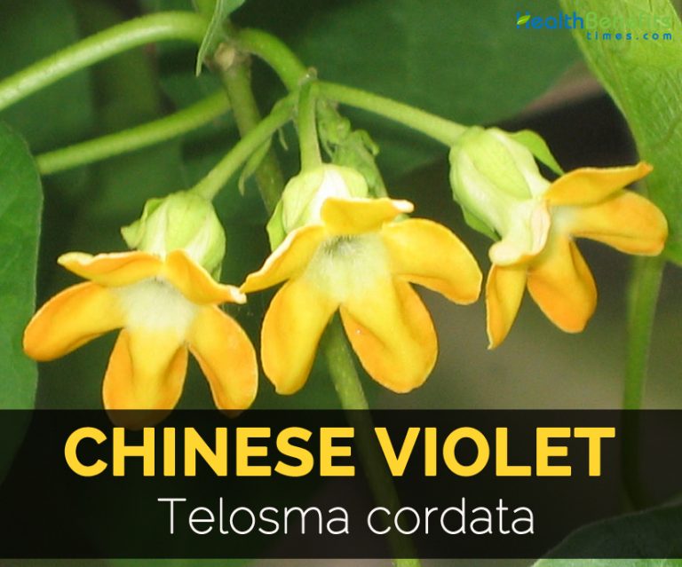 Facts about Chinese violet - Health Benefits