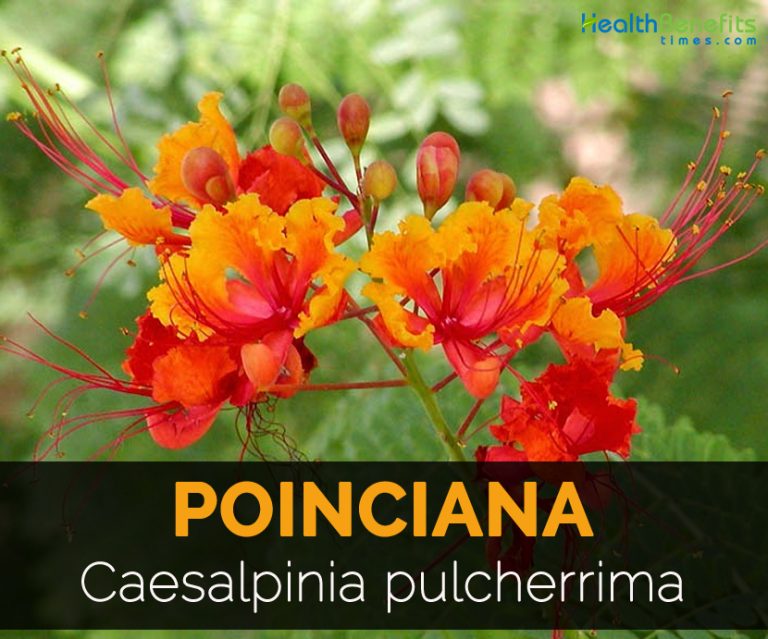 Know about the Poinciana - Health Benefits