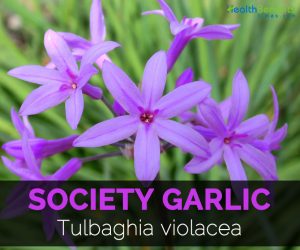 Facts and Benefits of Society Garlic - Health Benefits