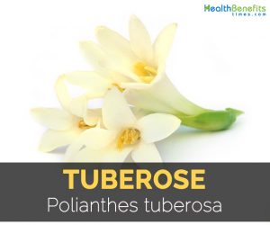 Know the essence of Tuberose - Health Benefits
