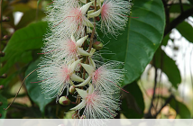 Punarnava facts and health benefits