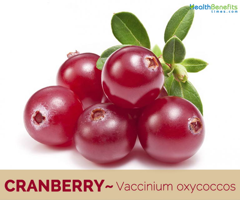 Facts and Health Benefits of Cranberry - Health Benefits