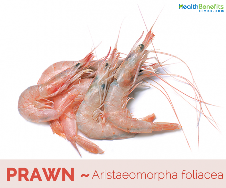 Facts and benefits of Prawn - Health Benefits