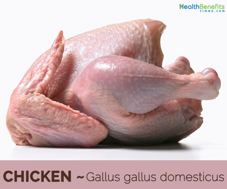 Know about Chicken and health benefits - Health Benefits
