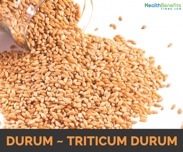 Know about Durum - Health Benefits
