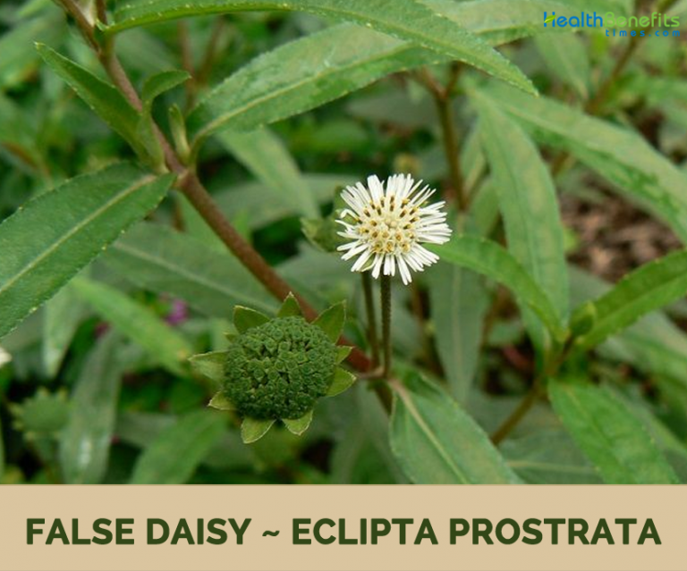 False daisy (bhringraj) Health benefits and facts - Health Benefits