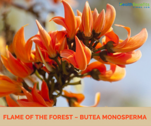 Flame of the Forest: Benefits and medical uses - Health Benefits