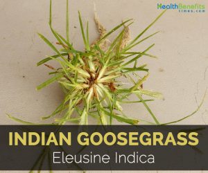 Indian Goosegrass facts and benefits - Health Benefits