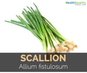 Scallion benefits - Health Benefits