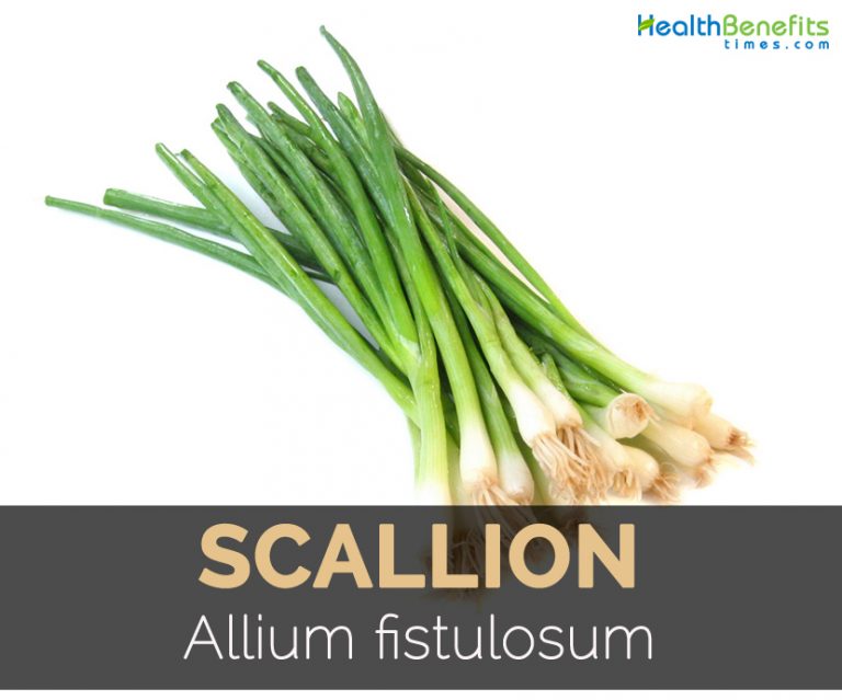 Scallion benefits - Health Benefits