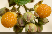 Durians facts and health benefits