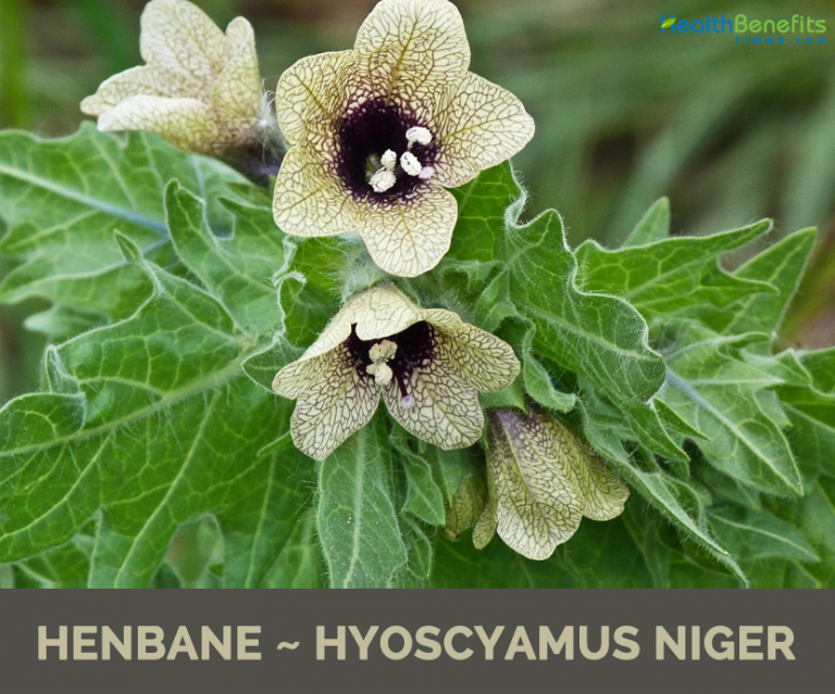 All about Henbane - Health Benefits