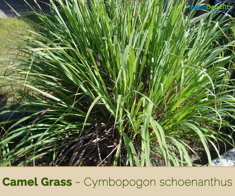 Camel Grass uses and benefits - Health Benefits