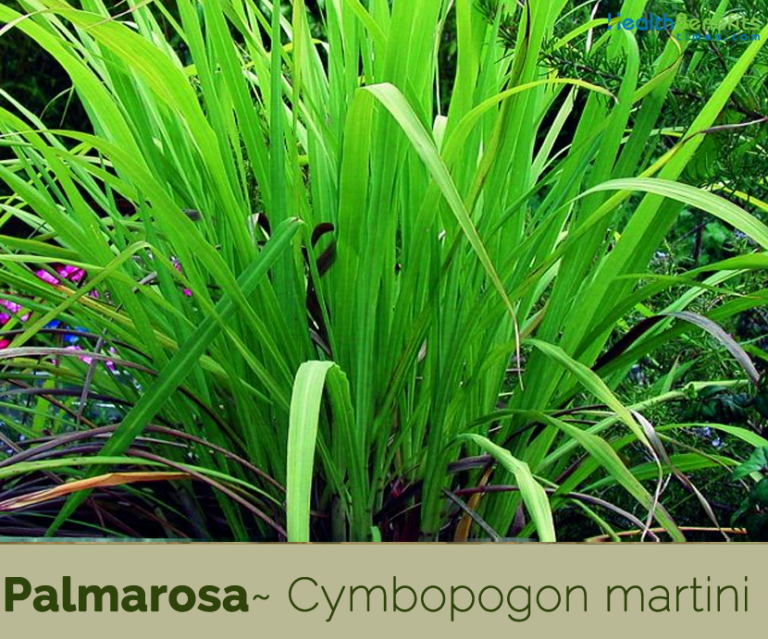 Palmarosa uses, Side Effects and Benefits - Health Benefits