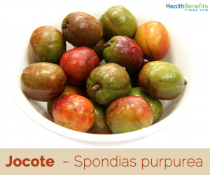 What Exactly is Jocote (Spanish Plum) - Health Benefits