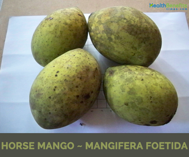 What is Horse Mango - Health Benefits