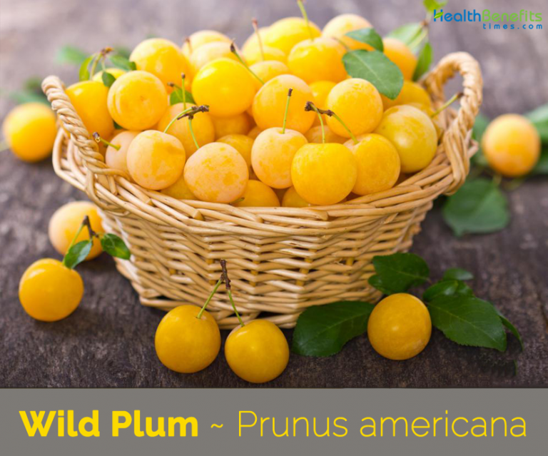 Wild Plum: Health Benefits and Nutritional Facts - Health Benefits