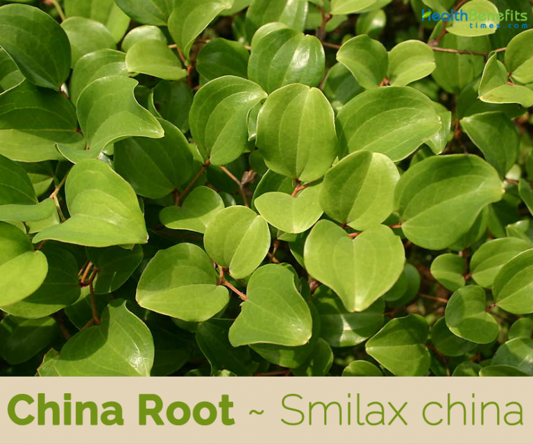 China Root facts and health benefits - Health Benefits
