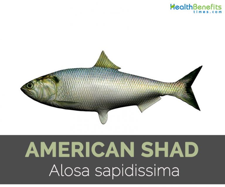 American Shad facts and nutrition - Health Benefits