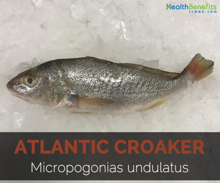 Atlantic Croaker facts and nutrition - Health Benefits