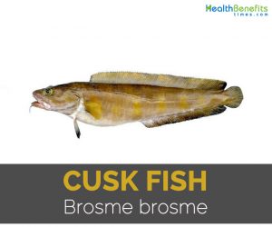 Cusk Fish Nutrition - Health Benefits