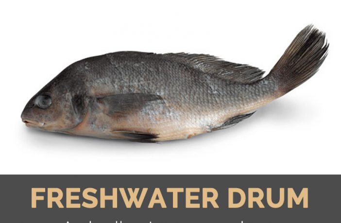 Freshwater Sheepshead Fish