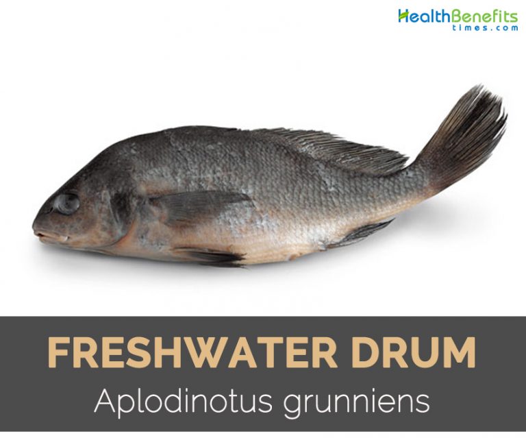 Freshwater drum facts and nutrition - Health Benefits