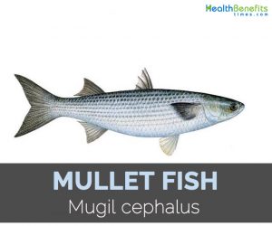 Mullet Fish facts and nutrition - Health Benefits