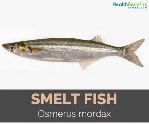 Smelt Fish facts and nutrition - Health Benefits