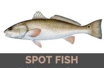 Sapodilla Facts, Health Benefits and Nutritional Value