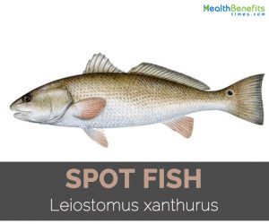 Main-image-of-Spot-fish | Health Benefits