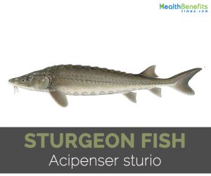 Sturgeon Fish facts and Nutrition - Health Benefits