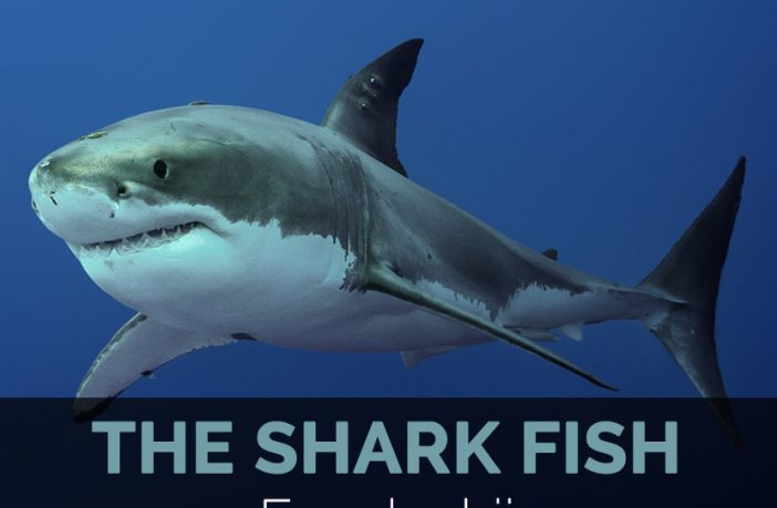 Monkfish Facts, Health Benefits and Nutritional Value