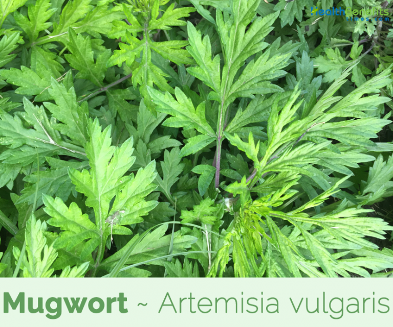 Mugwort health benefits - Health Benefits