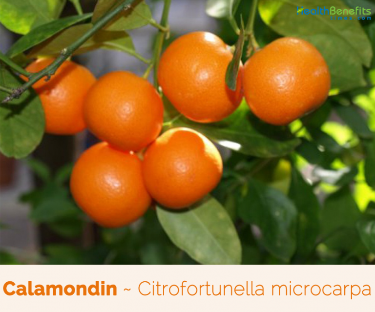 Calamondin facts - Health Benefits