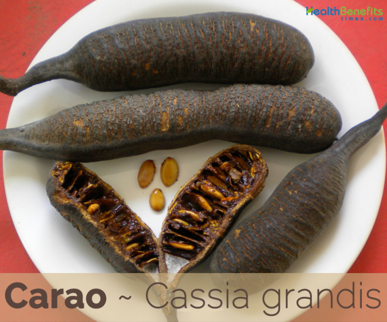Carao facts and benefits - Health Benefits