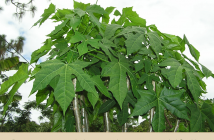 Coconut facts and health benefits