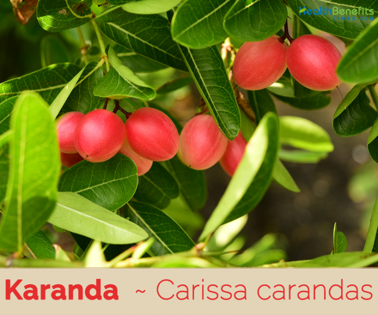 Karanda health benefits - Health Benefits