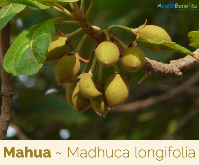 Mahua benefits and uses - Health Benefits