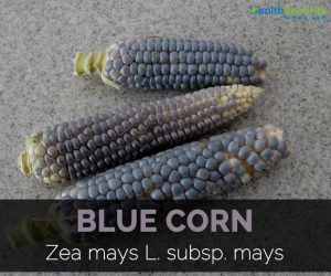 Blue corn Health Benefits and nutrition - Health Benefits