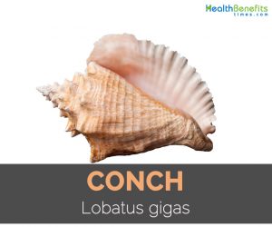 Conch benefits and nutrition - Health Benefits