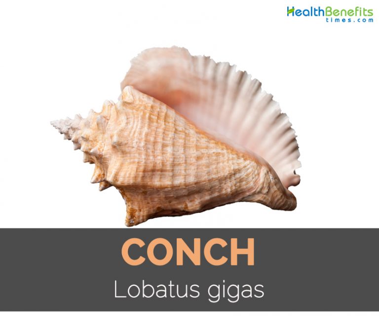 Conch benefits and nutrition - Health Benefits