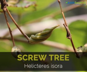 Screw Tree benefits and uses - Health Benefits