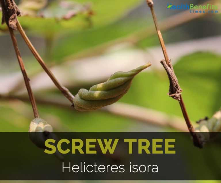 Screw Tree benefits and uses - Health Benefits