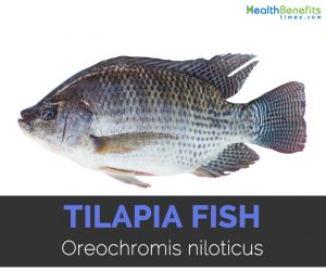 Tilapia fish facts and benefits - Health Benefits