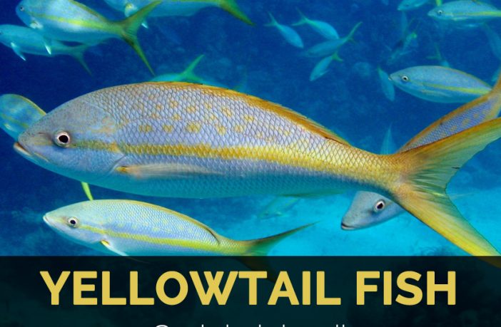 Monkfish Facts, Health Benefits and Nutritional Value